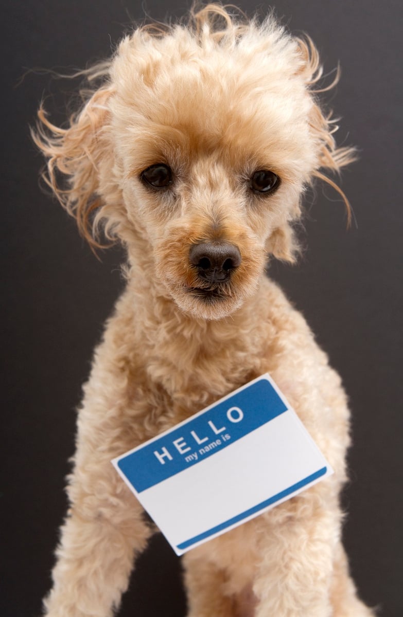 How to Make Name Badges: Types of Name Tags & Execution Tips